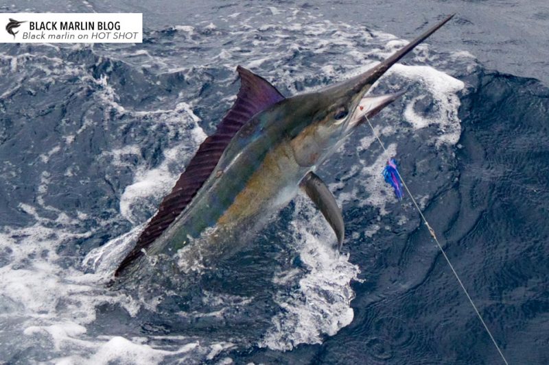 More great early year fishing » Black Marlin Blog