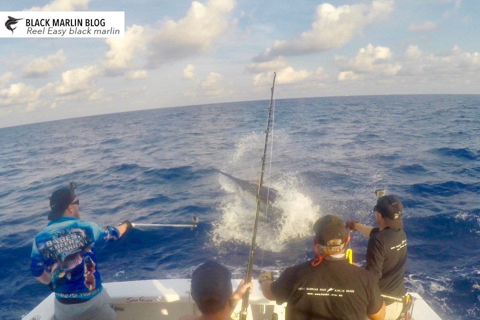 Lizard, Gold Coast, Exmouth » Black Marlin Blog
