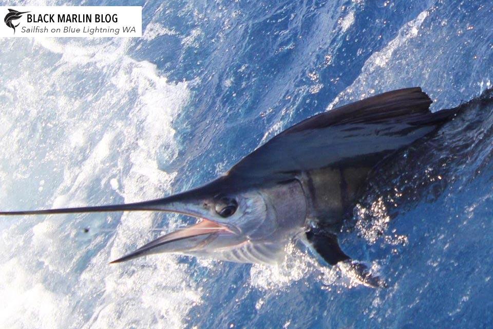Epic » Black Marlin Blog