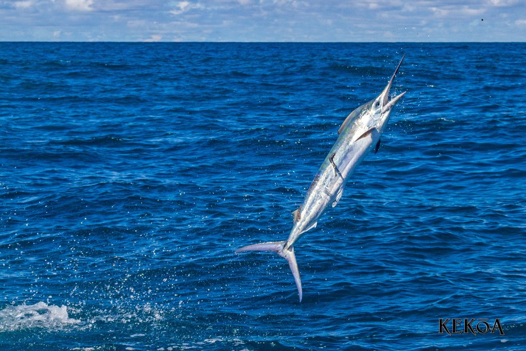 Winter Aussie billfish » Black Marlin Blog
