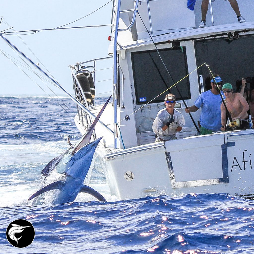 Black Marlin Blog - Australian Marlin Fishing » Black Marlin Blog