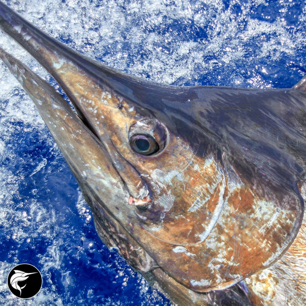 Marlin