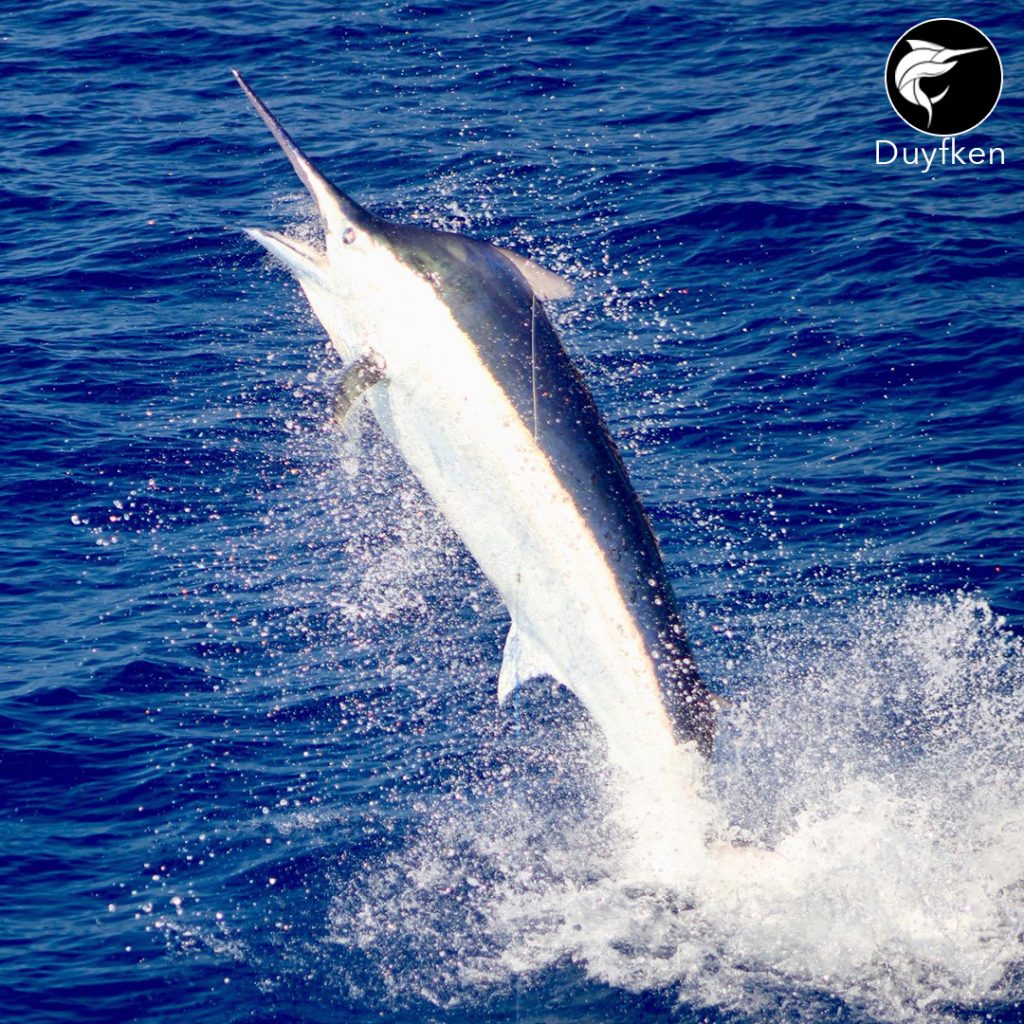 Along Queensland Coast » Black Marlin Blog