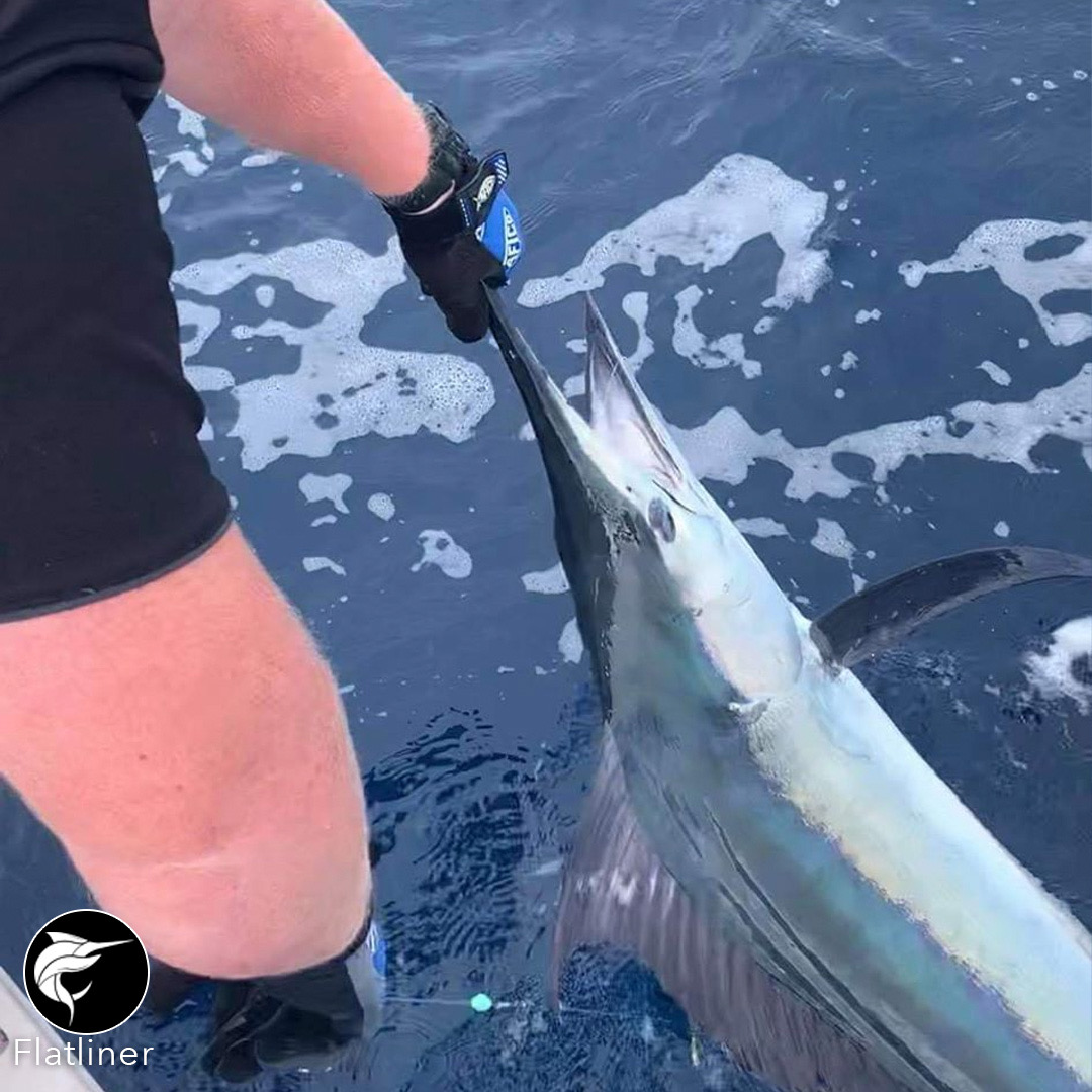 Happy New Marlin Year! » Black Marlin Blog