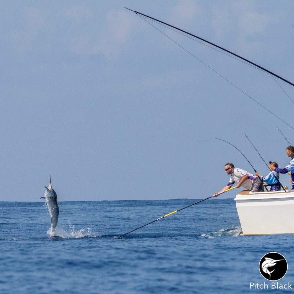 Mini marlin migration » Black Marlin Blog