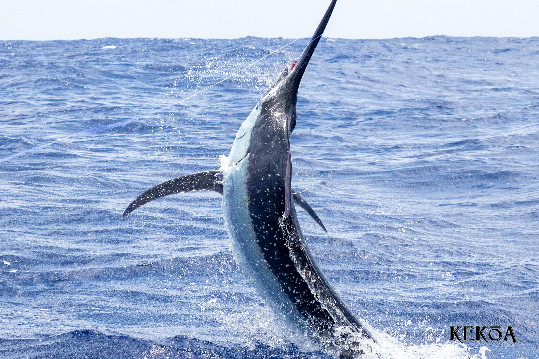 Aussie Day long weekend catchup » Black Marlin Blog