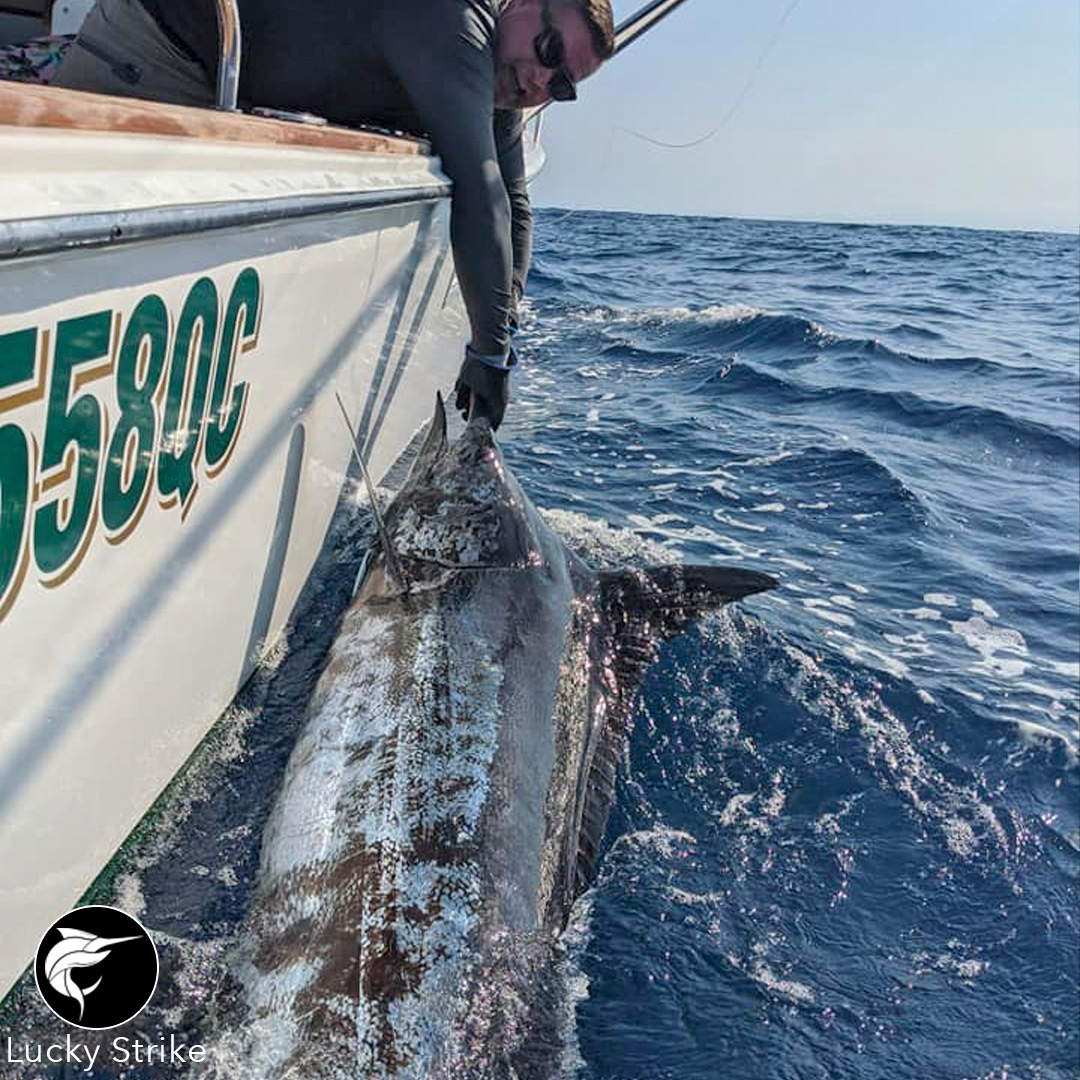 Happy New Marlin Year! » Black Marlin Blog