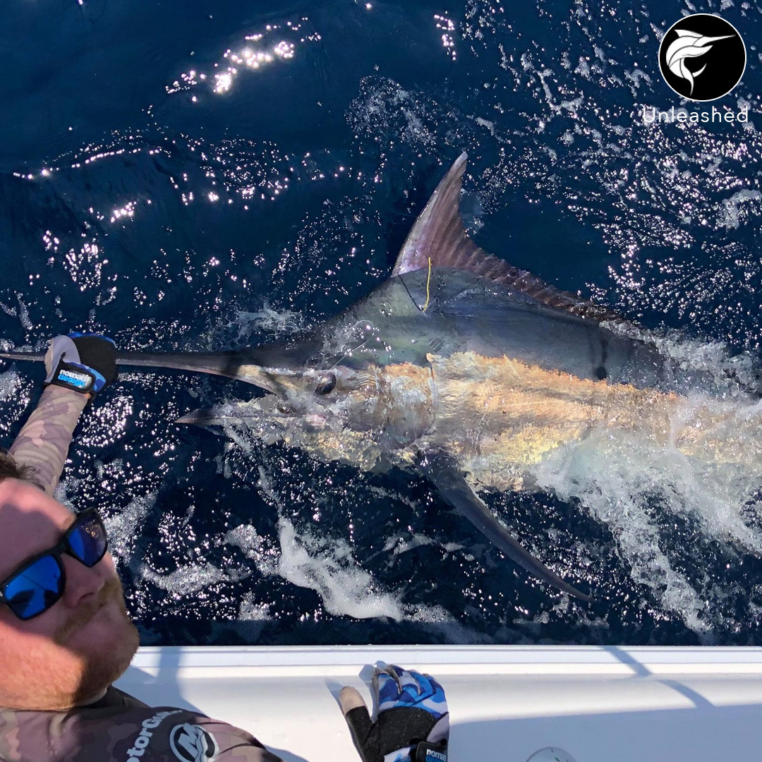 Southern migration » Black Marlin Blog