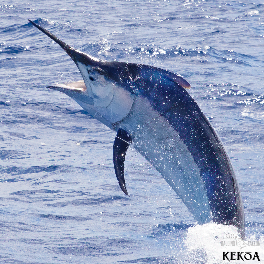 More from Cairns and beyond » Black Marlin Blog