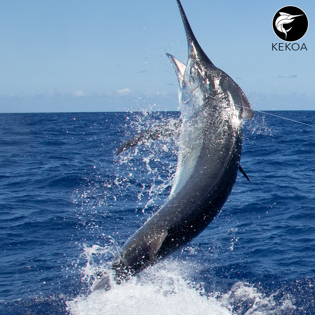 Cairns Marlin Season, Mooloolaba Billfish Bash, Townsville and more ...