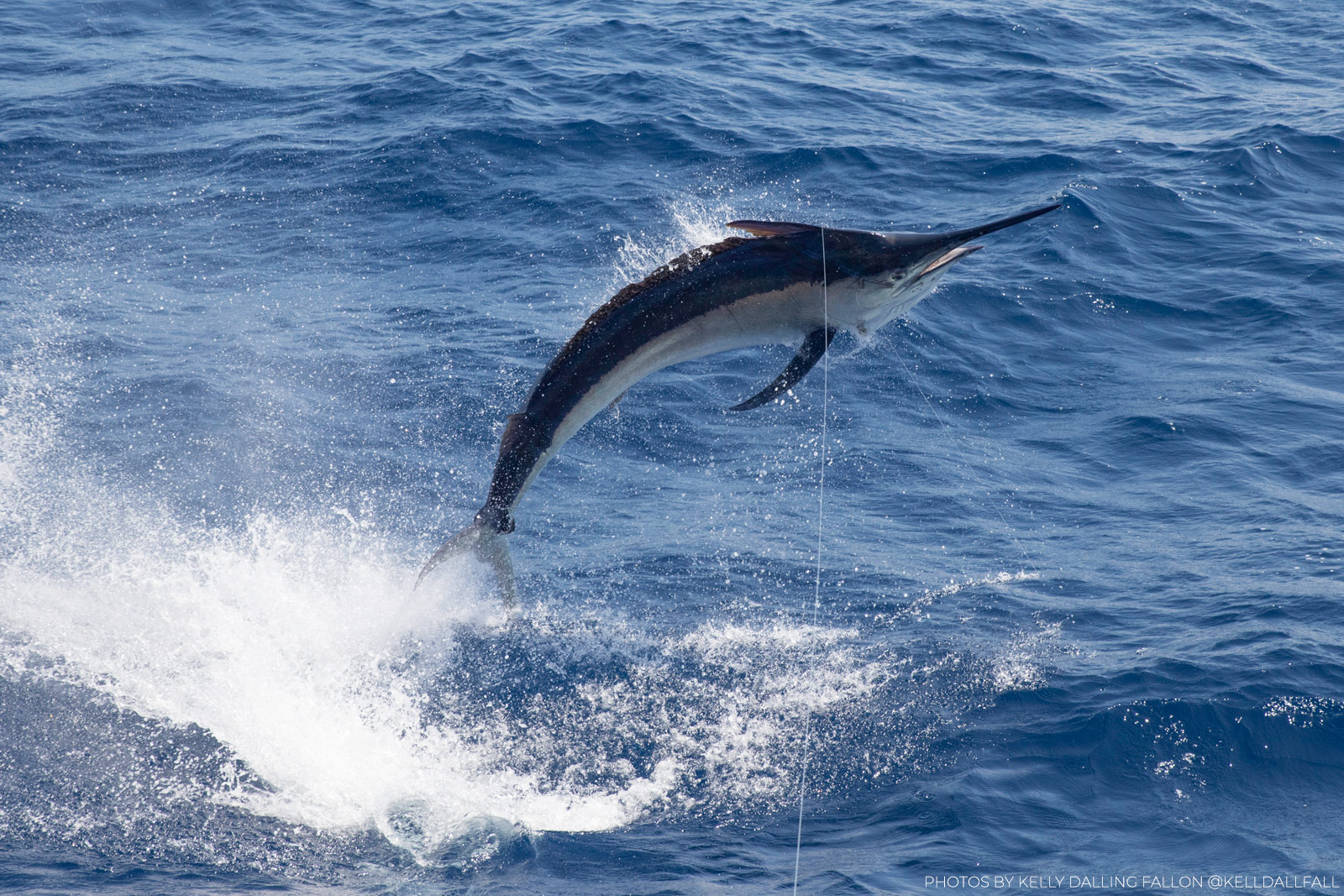 Small Fish Big Fish Bungle » Black Marlin Blog